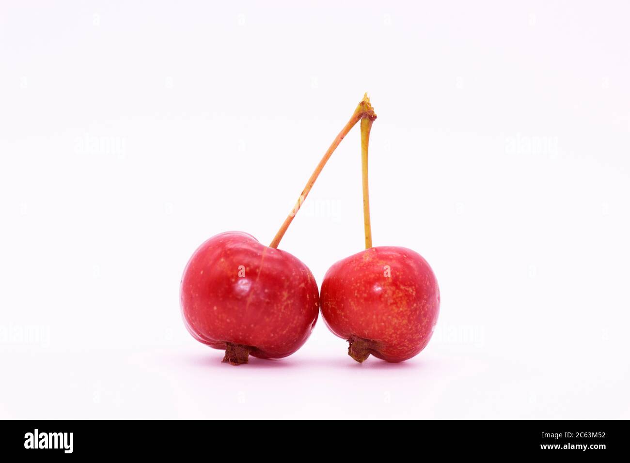 small apples on a branch. isolated apples are a small variety the size ...