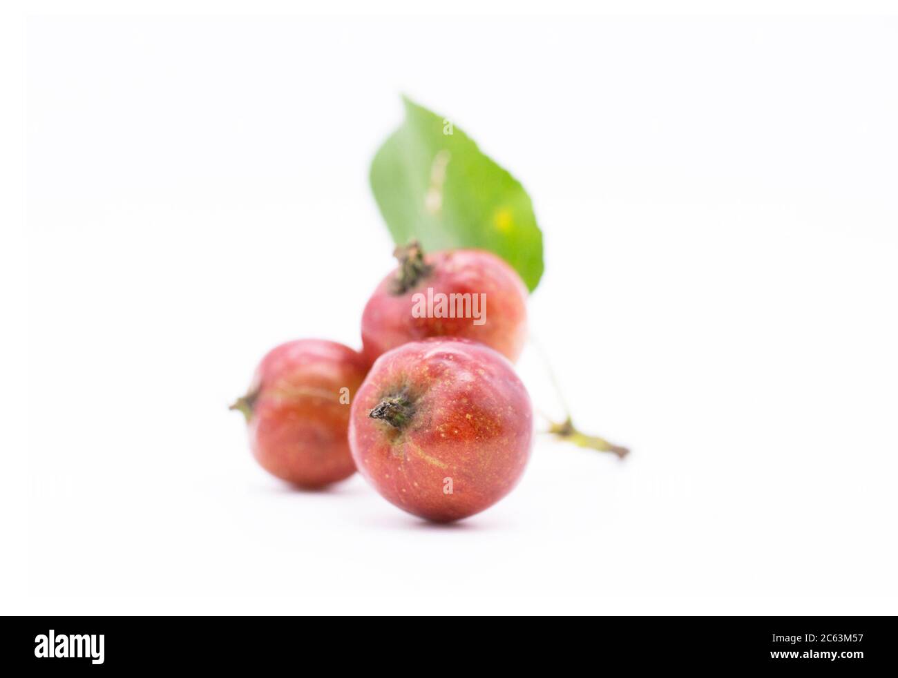 small apples on a branch. isolated apples are a small variety the size ...
