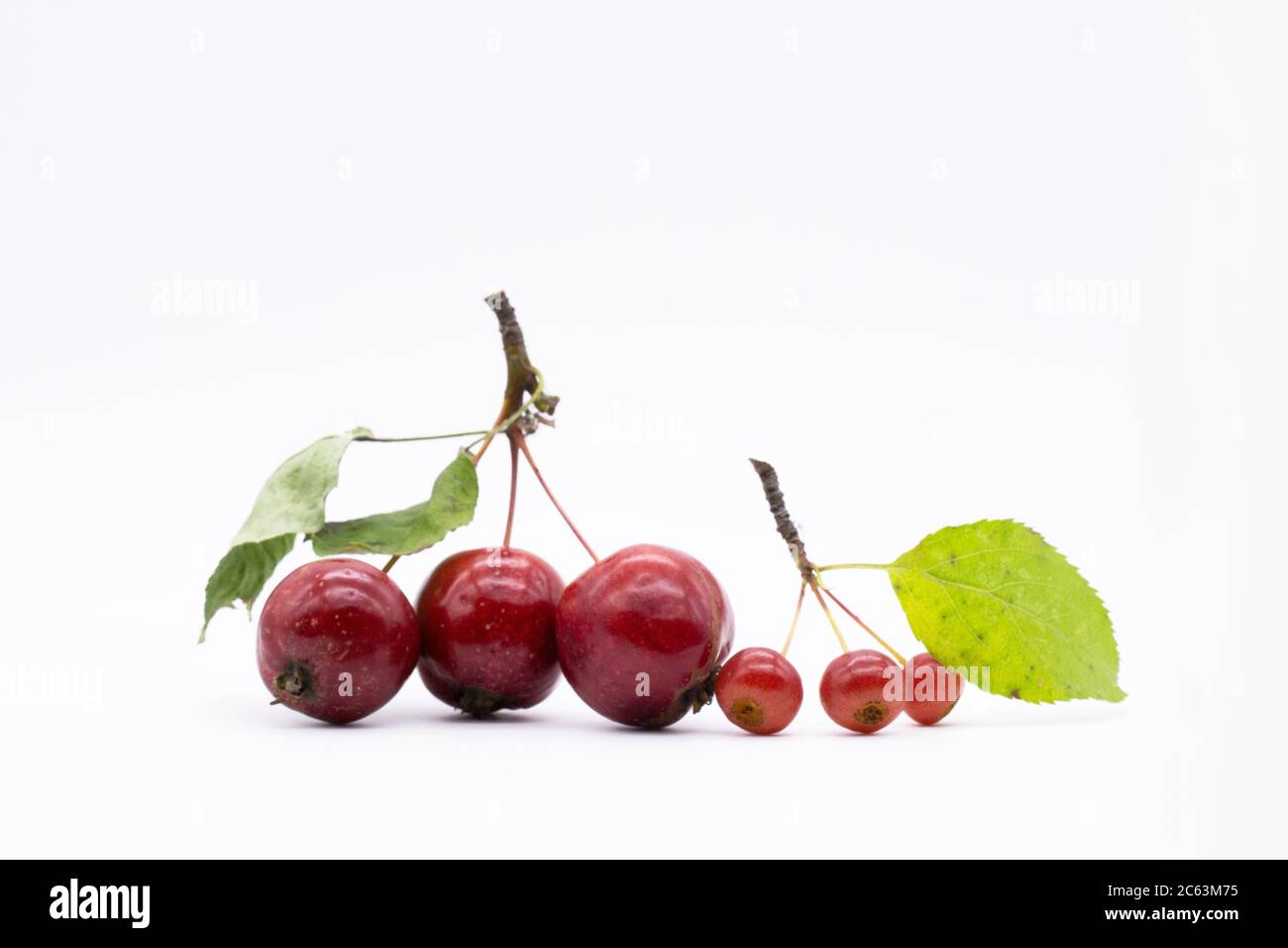 small apples on a branch. isolated apples are a small variety the size ...