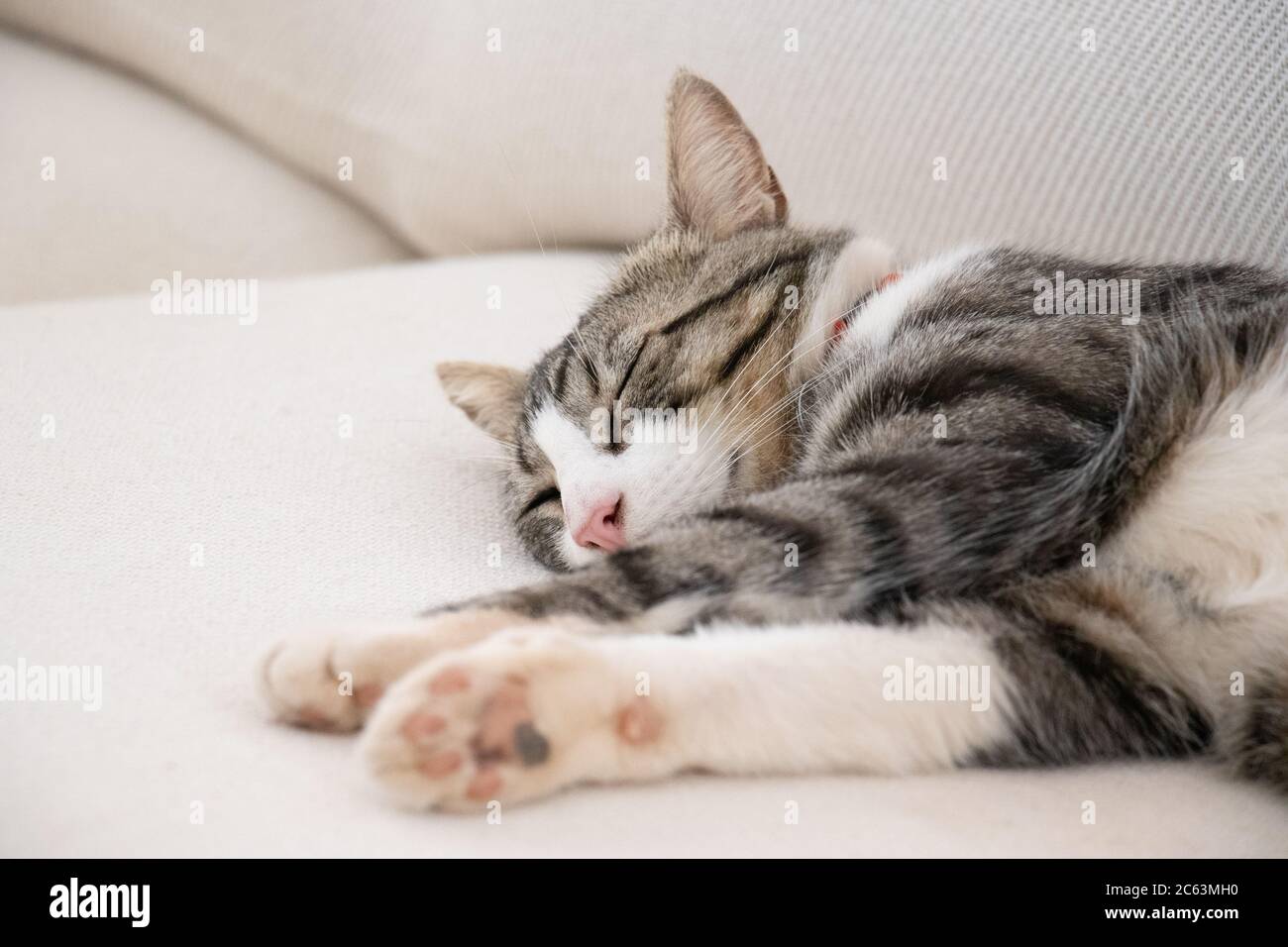 Beautiful cat sleeping on the sofa Stock Photo - Alamy