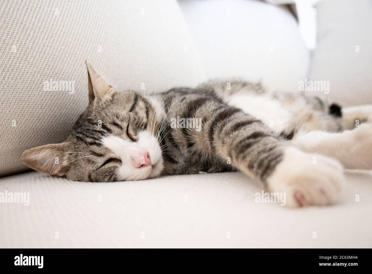 Lovely cat sleeping on the sofa Stock Photo - Alamy