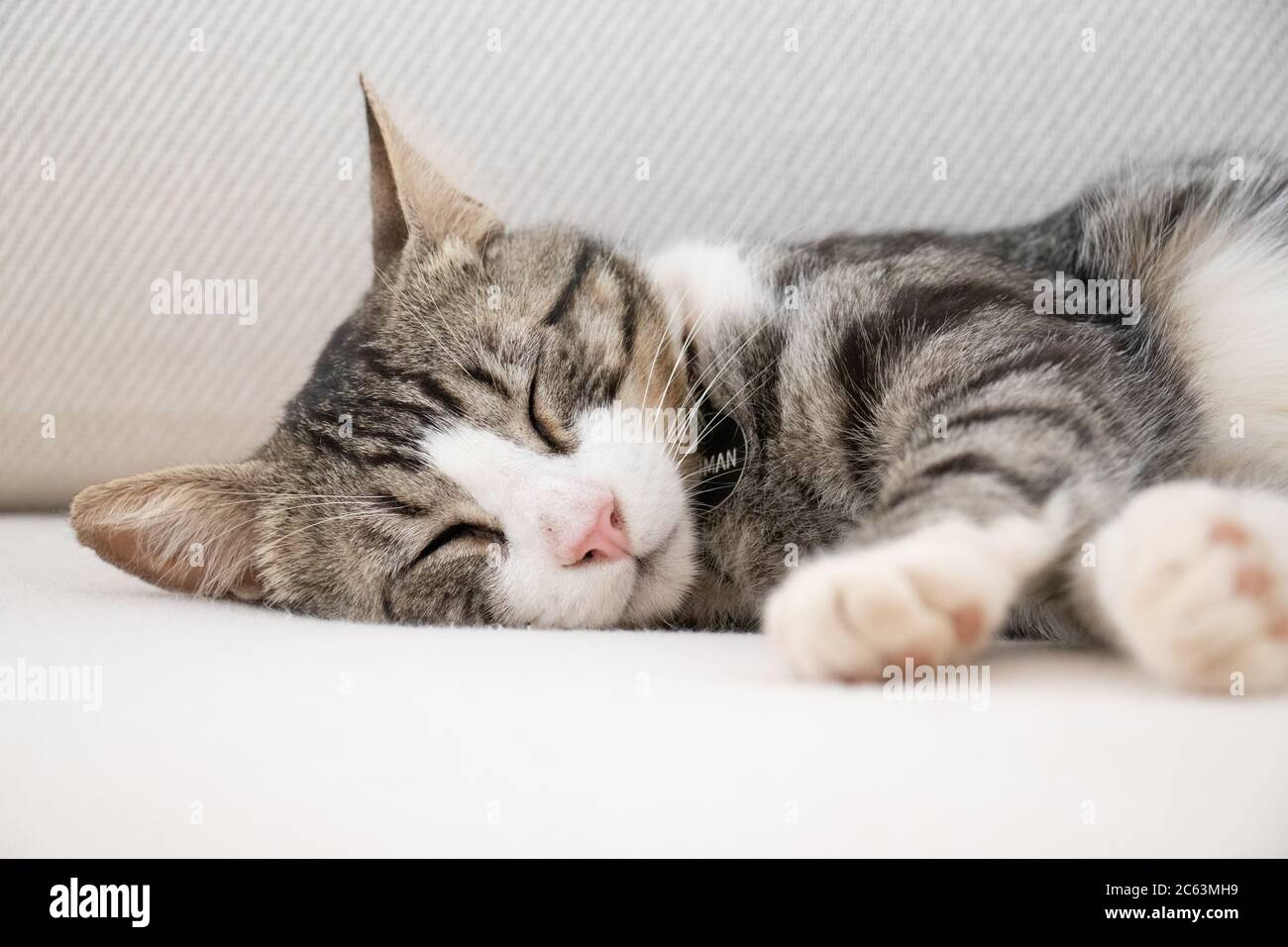 Lovely cat sleeping on the sofa Stock Photo - Alamy