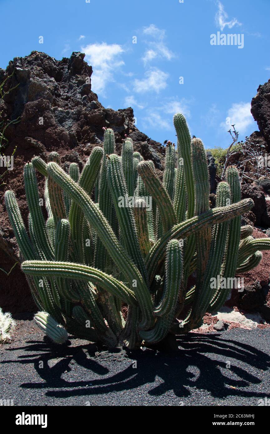 Cactus in the middle hi-res stock photography and images - Alamy
