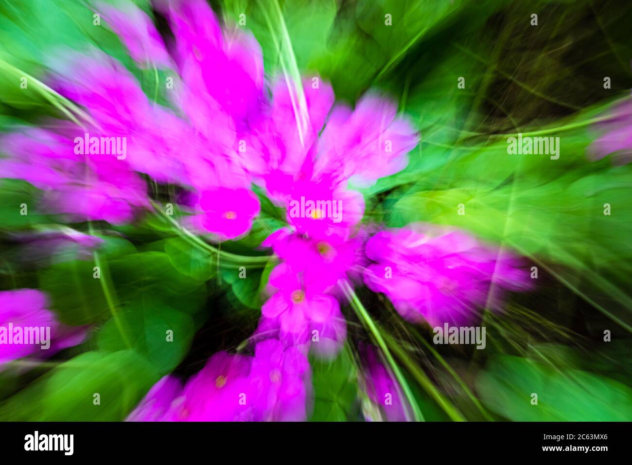 Unfocused image with movement of intense colored flowers for feeling ...