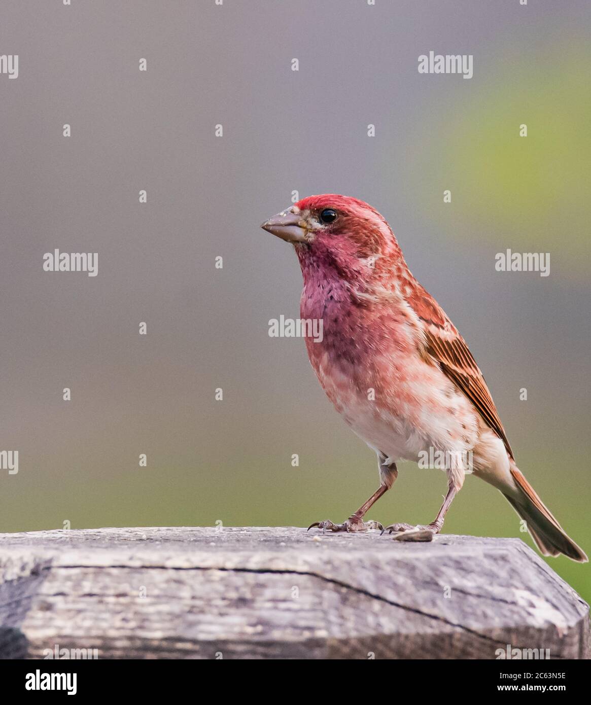 Close up of purple house finch bird with blurred background Stock Photo ...