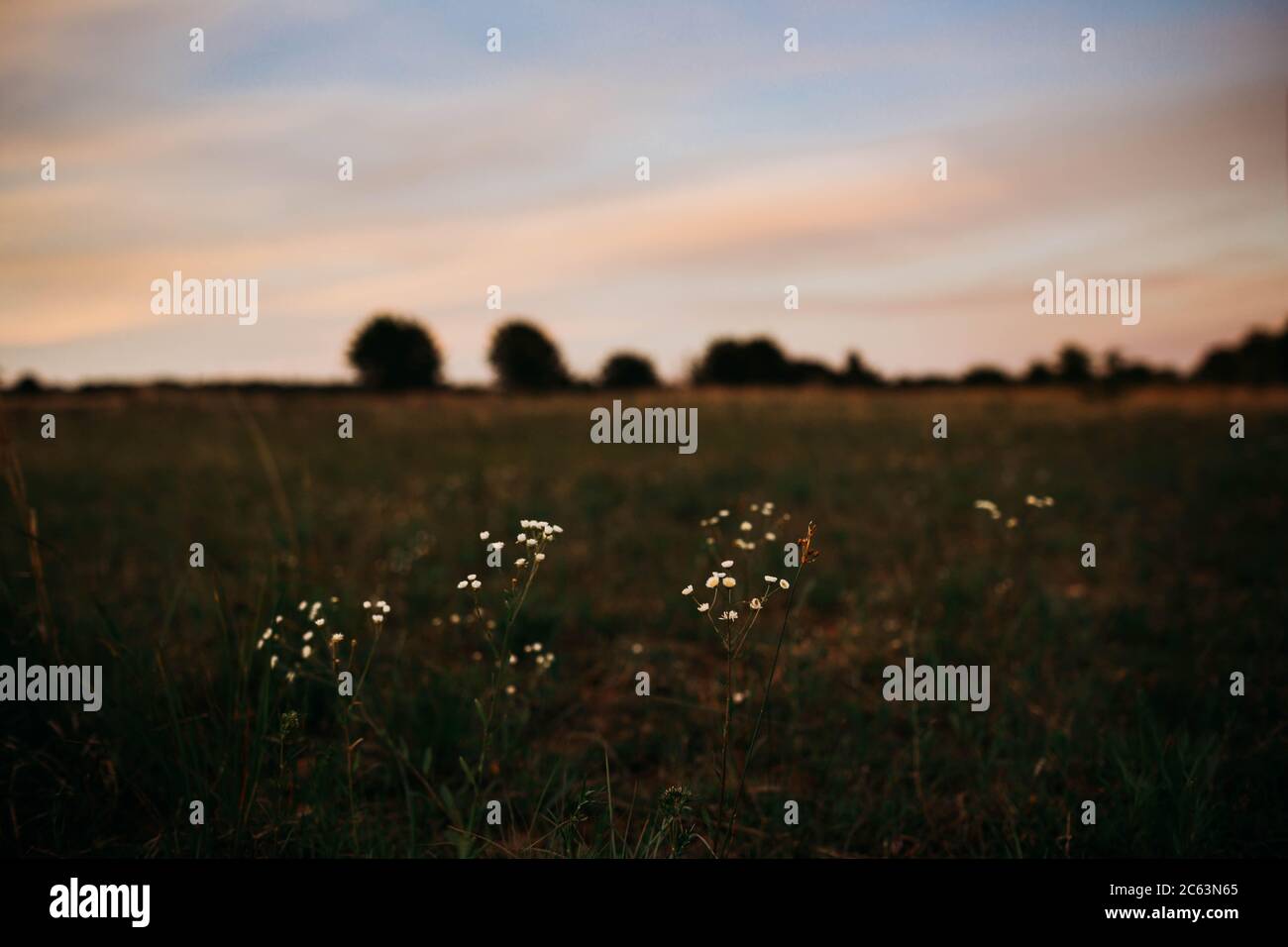 Tall weeds hi-res stock photography and images - Alamy