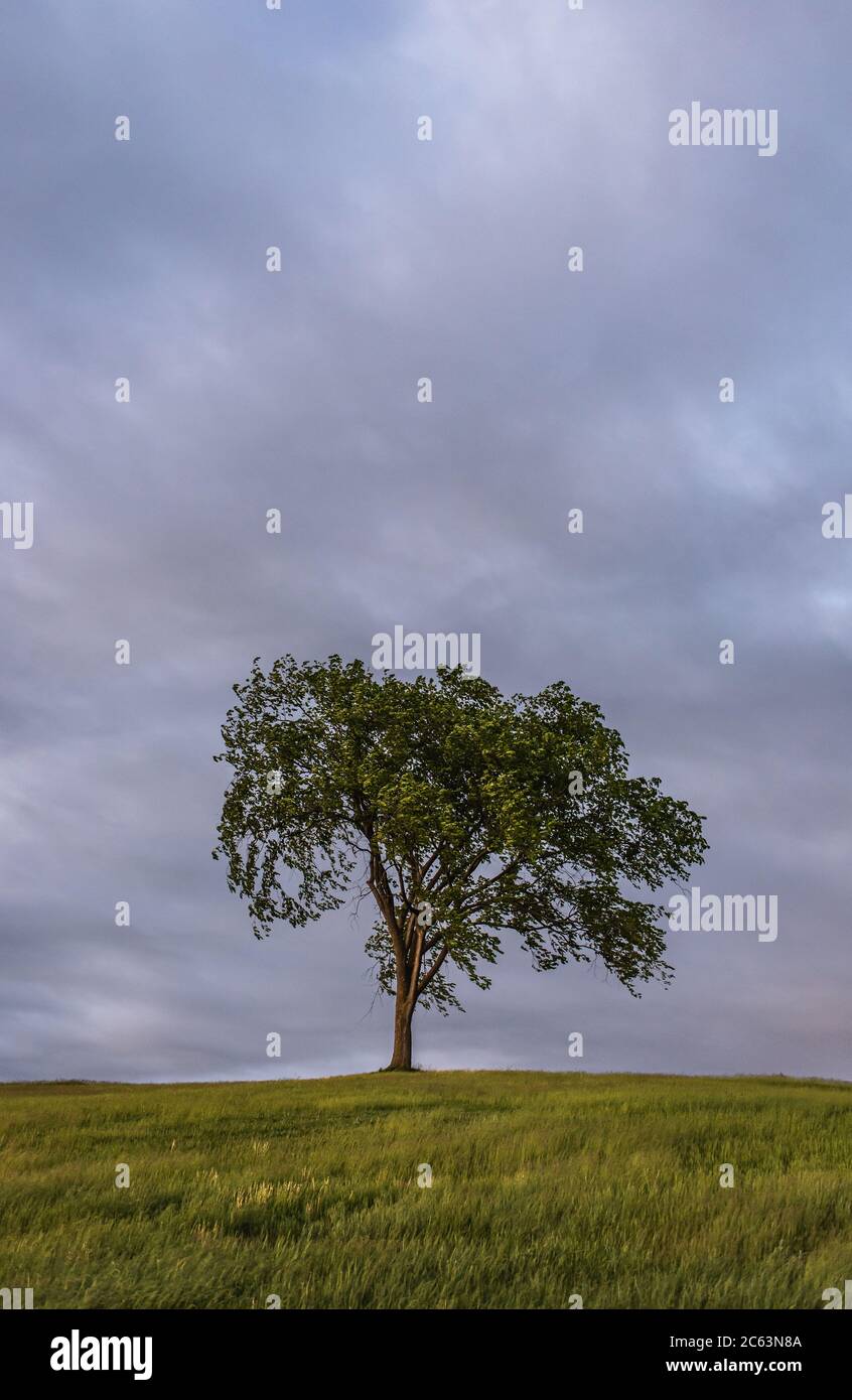 Large deciduous shrub or small open tree hi-res stock photography and ...