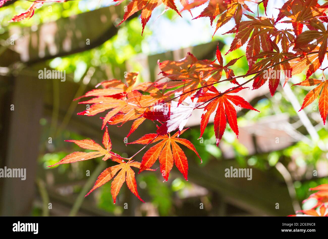 Outdoor spring, red leaves of red maple close-up, nobody，Acer palmatum ...