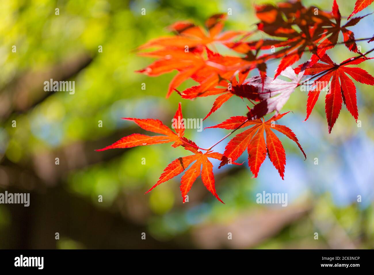 Outdoor spring, red leaves of red maple close-up, nobody，Acer palmatum ...