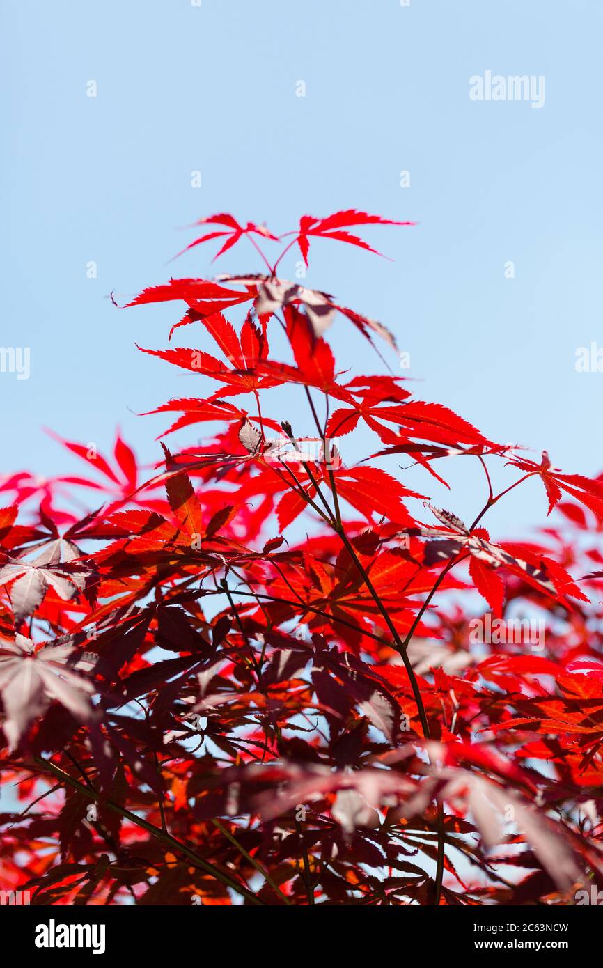 Outdoor spring, red leaves of red maple close-up, nobody，Acer palmatum ...