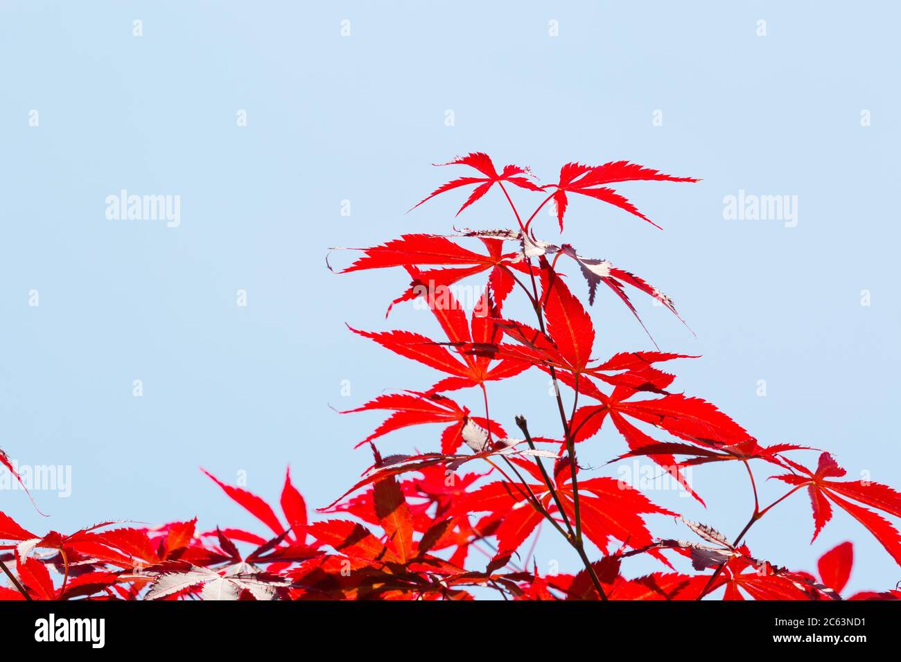Outdoor spring, red leaves of red maple close-up, nobody，Acer palmatum ...