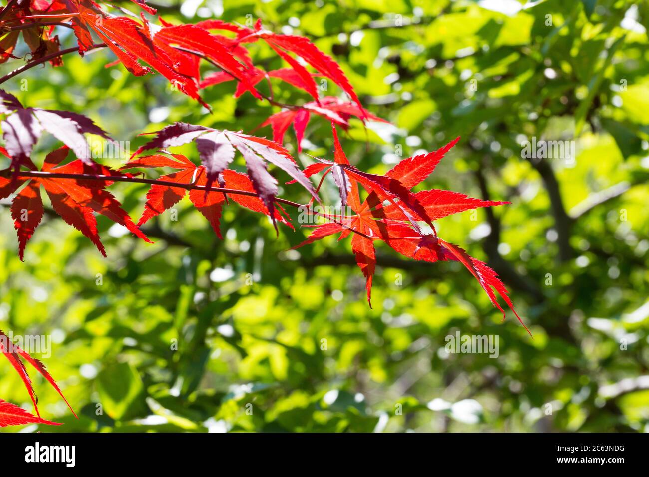 Outdoor spring, red leaves of red maple close-up, nobody，Acer palmatum ...