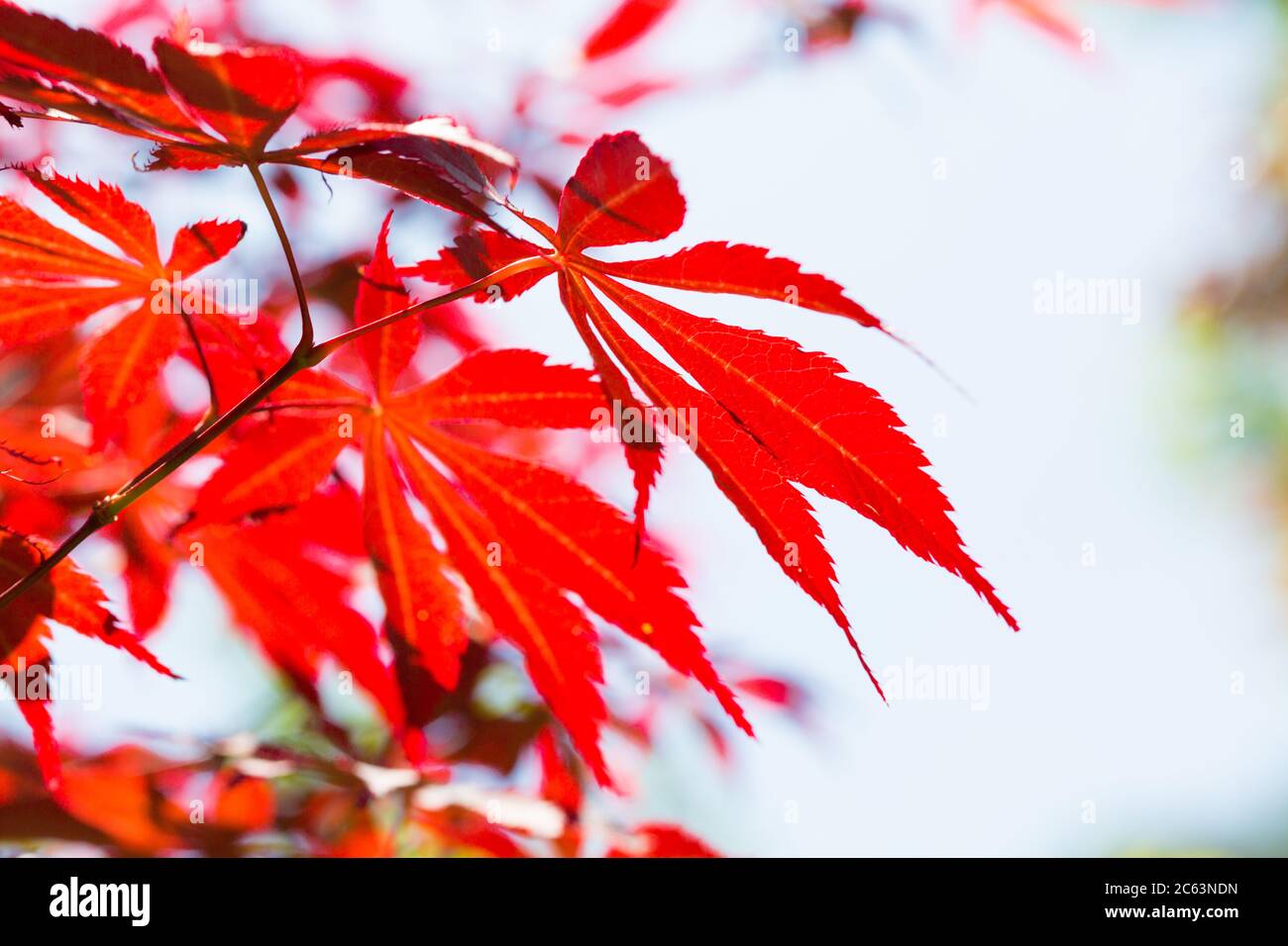 Outdoor spring, red leaves of red maple close-up, nobody，Acer palmatum ...