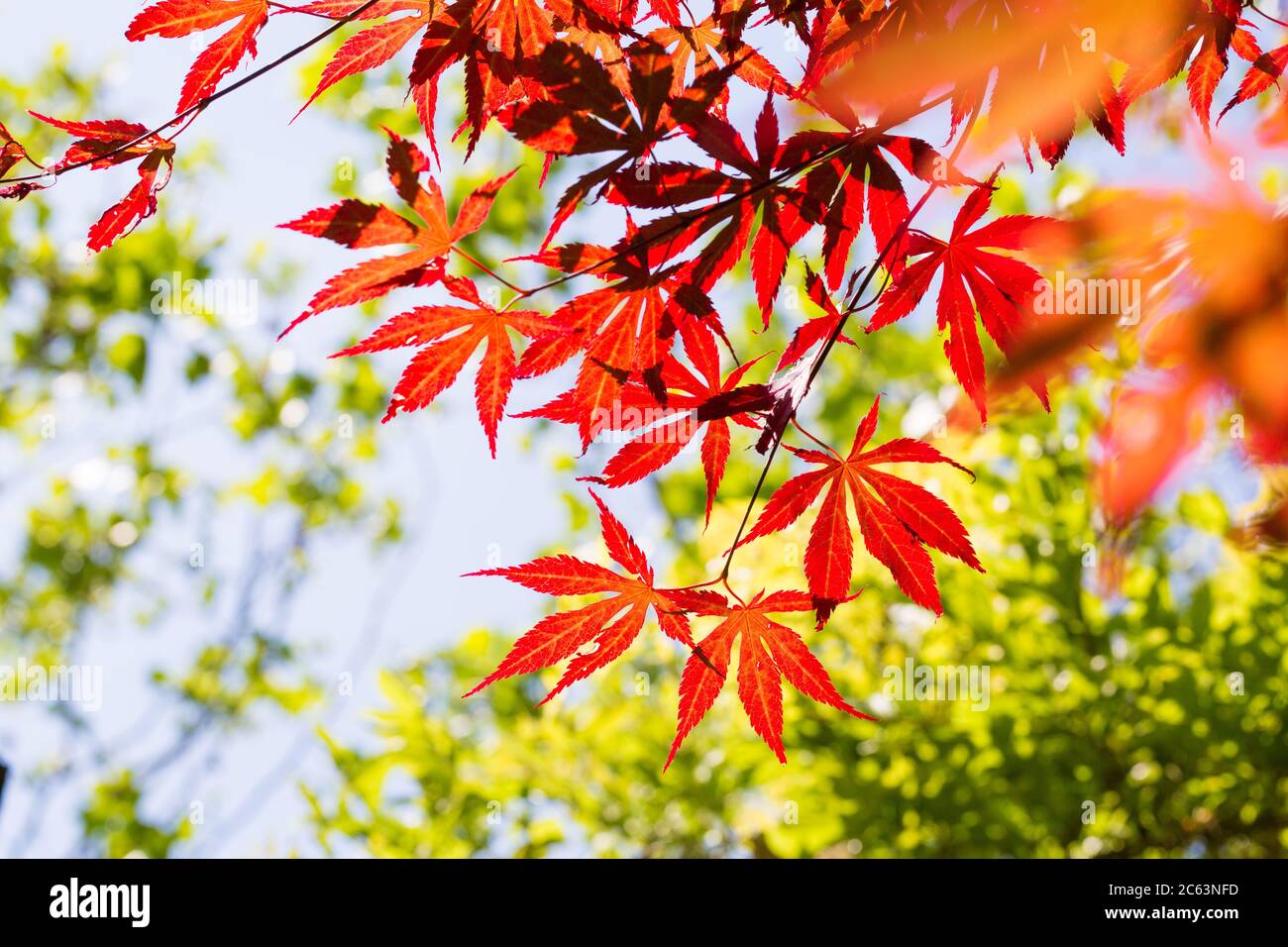 Outdoor spring, red leaves of red maple close-up, nobody，Acer palmatum ...