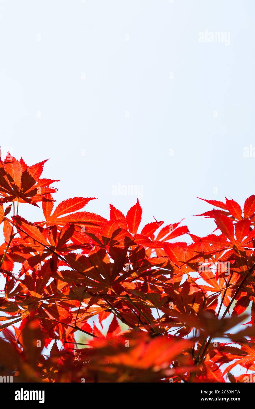 Outdoor spring, red leaves of red maple close-up, nobody，Acer palmatum ...