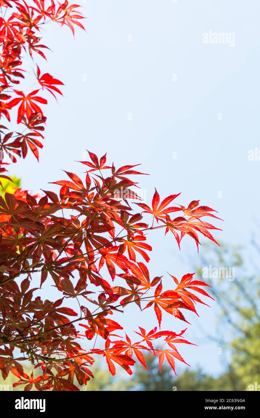 Outdoor spring, red leaves of red maple close-up, nobody，Acer palmatum ...