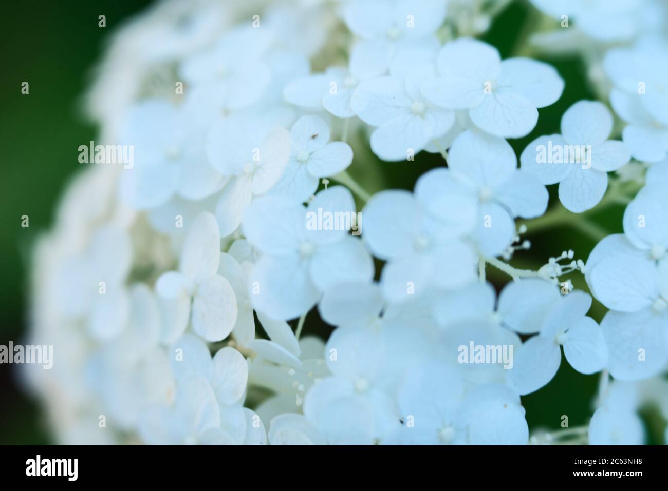 Bright white hydrangea blooms close up Stock Photo - Alamy
