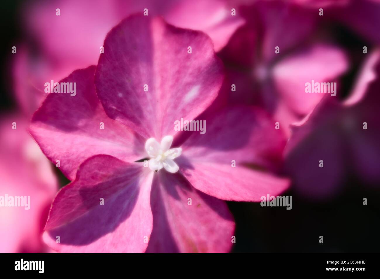 Pink Hydrangea bloom close up Stock Photo - Alamy