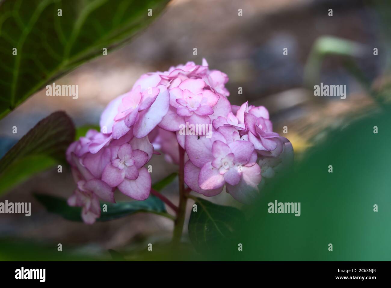 Soft pink and white hydrangea bloom Stock Photo - Alamy