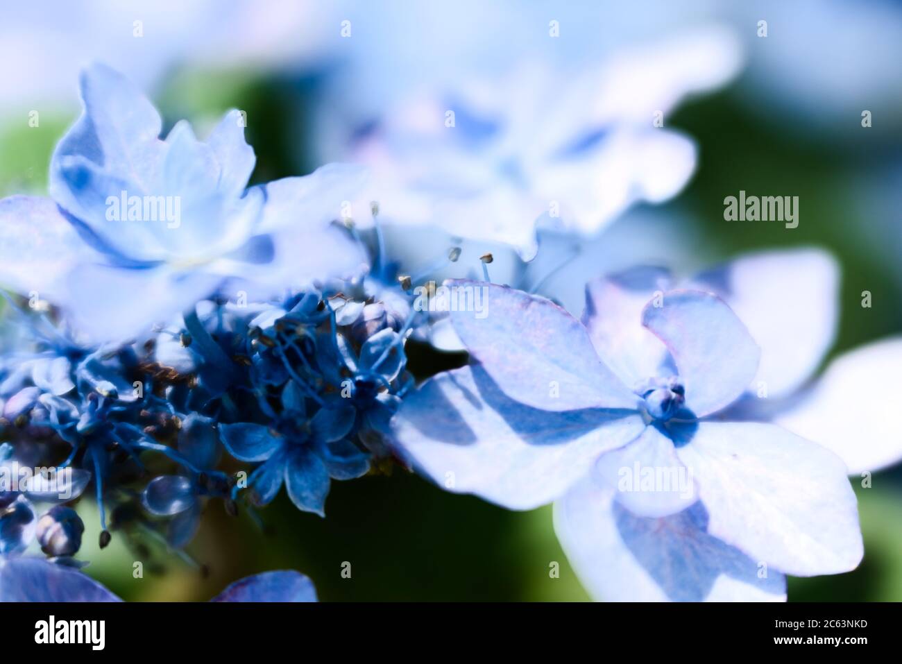 Baby blue pink and dark blue hydrangea flowers in bloom Stock Photo - Alamy
