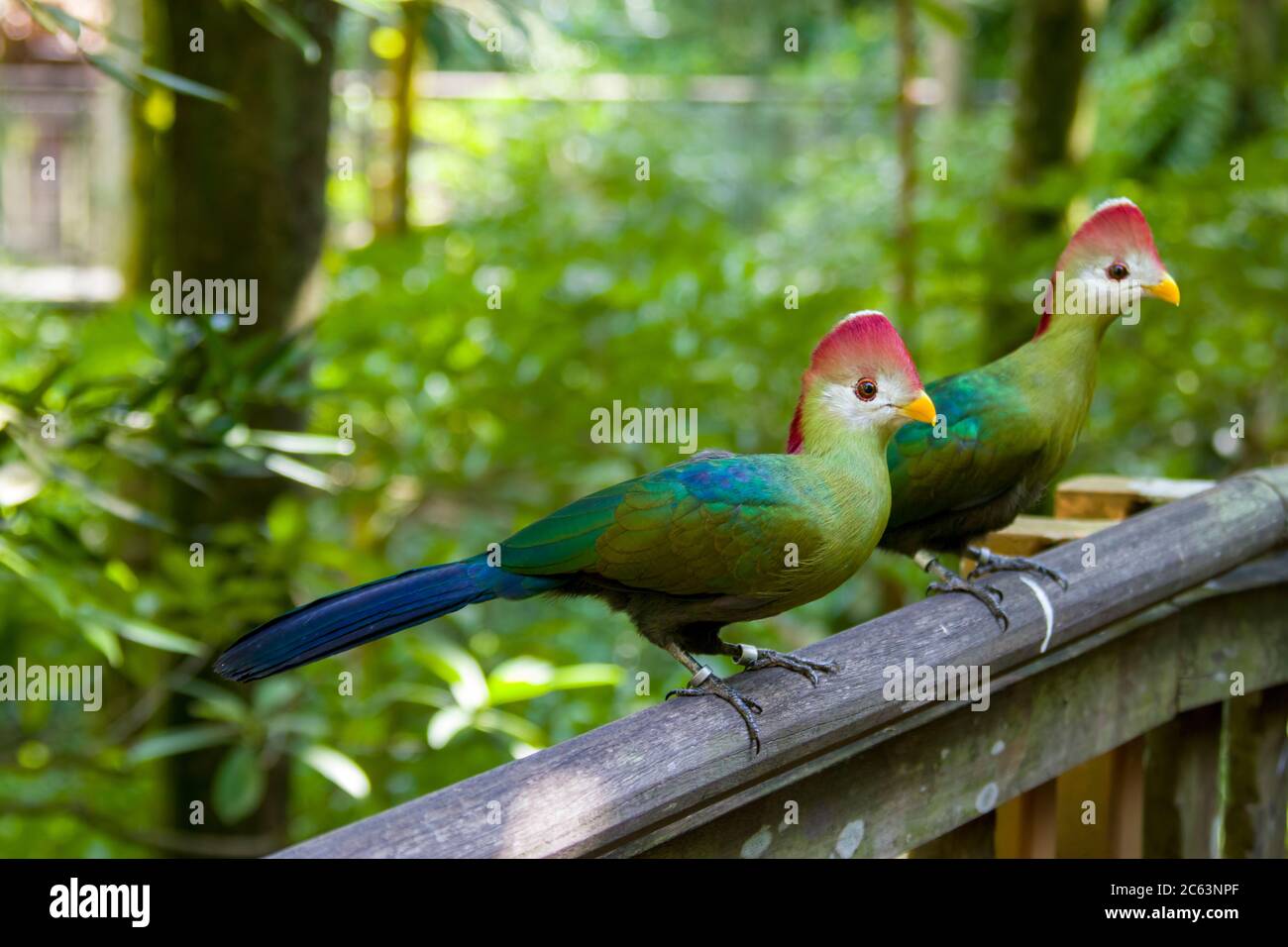 The red-crested turaco (Tauraco erythrolophus) is a turaco, a group of ...