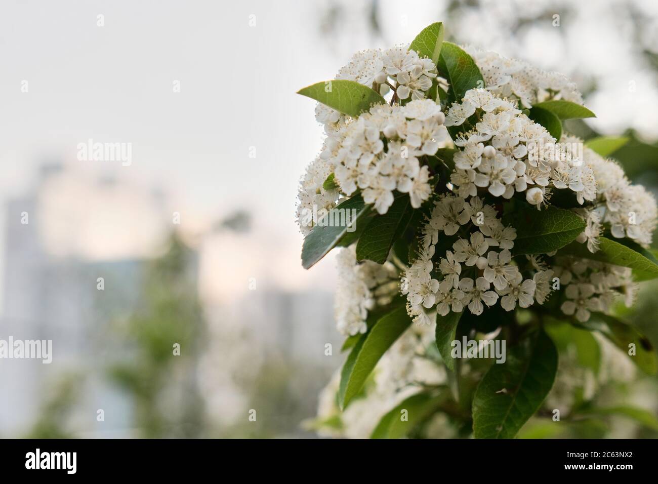 Small Spring Flowers Blooming at Dawn Stock Photo - Alamy