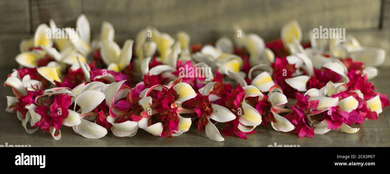 A colorful hawaiian lei.A lei is a garland or necklace of flowers give ...