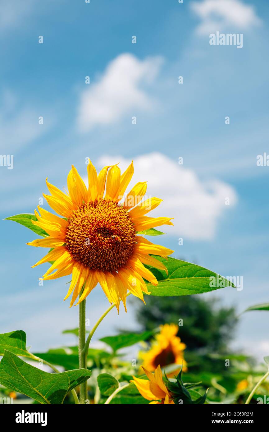 Yellow sunflower under blue sky in Korea Stock Photo - Alamy