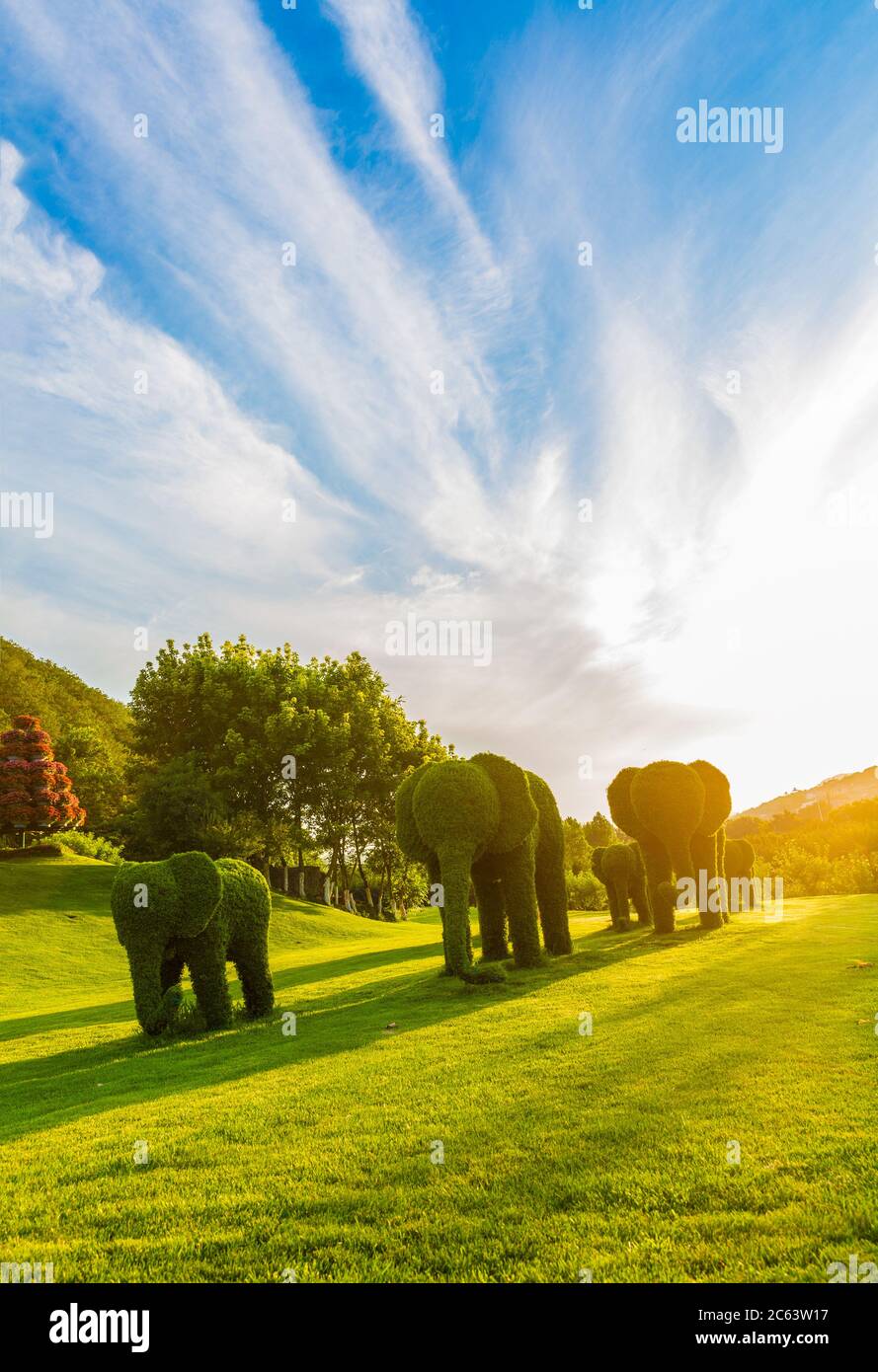 The green elephant in the warm sunshine Stock Photo - Alamy