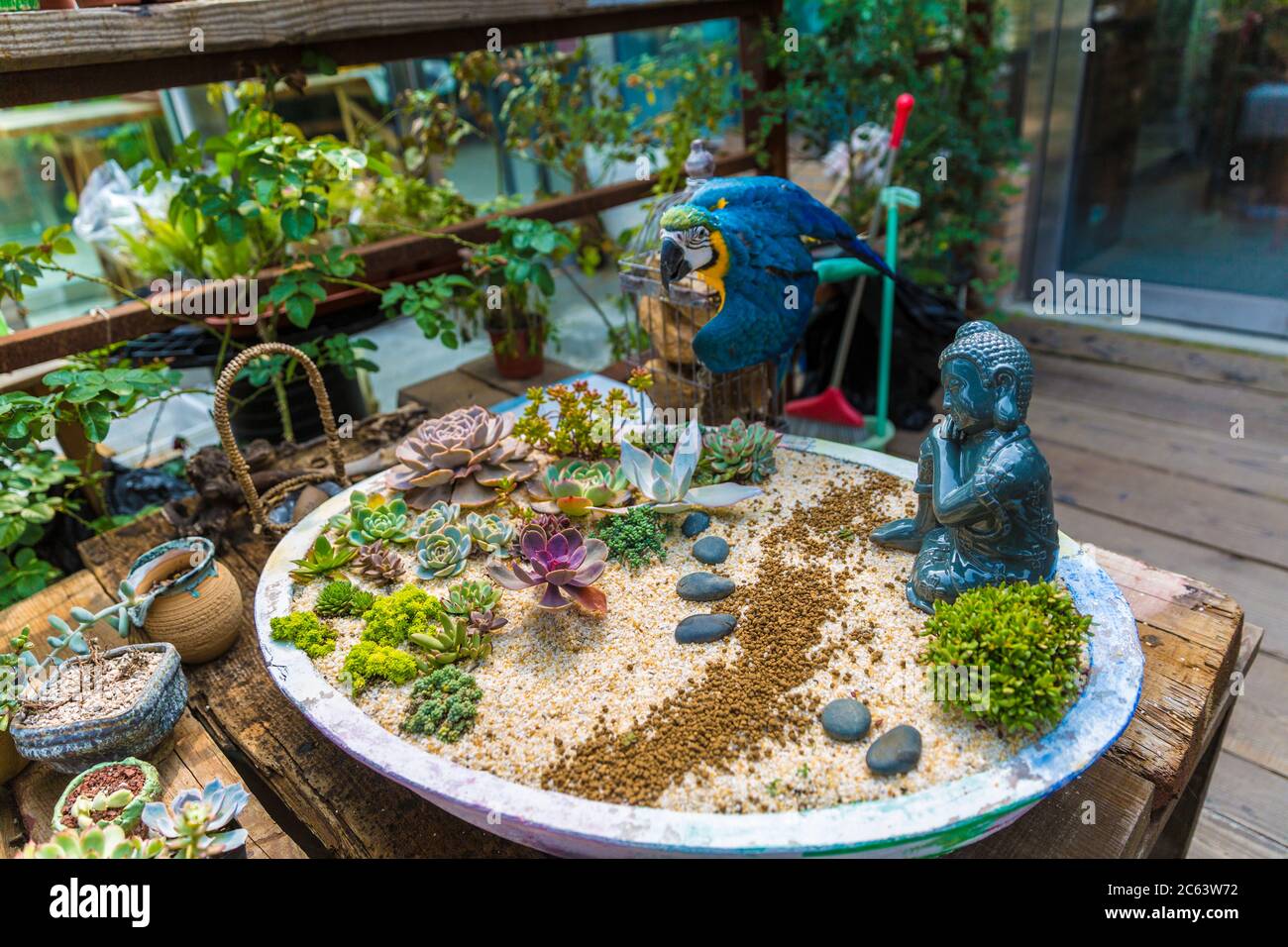 succulent plant garden and macaw Stock Photo - Alamy