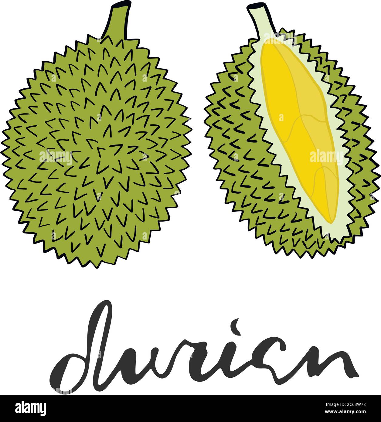 King of fruits, Vector painting, green durian, whole fruit and open ...