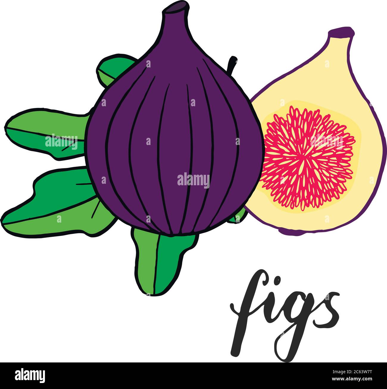 Vector drawing, purple figs, whole fruit and open fruit. Lettering figs ...