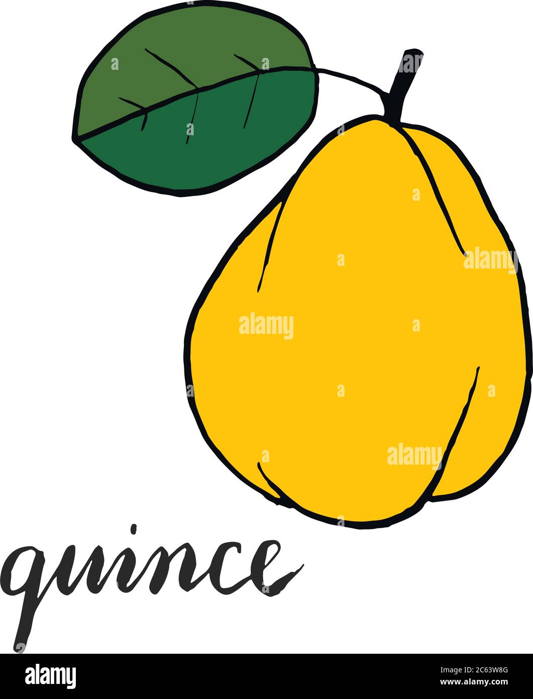 Yellow ripe quince fruit, with one green leaf. Vector picture drawn by ...