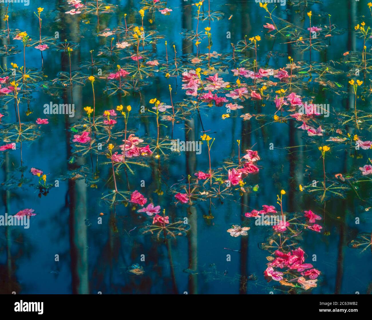 Cypress tree trunks hi-res stock photography and images - Alamy