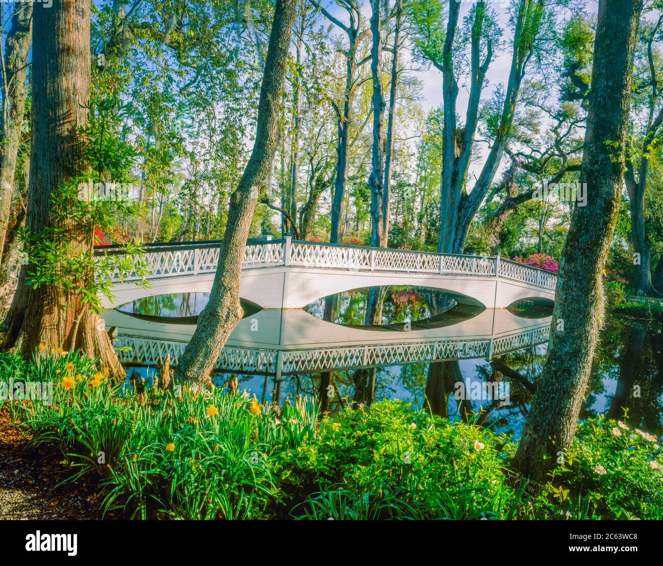Cypress tree in the water hi-res stock photography and images - Alamy