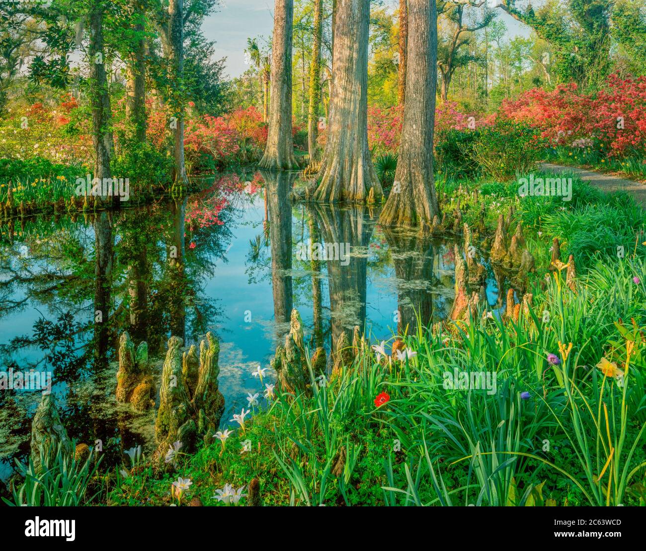 Cypress Tree In The Water High Resolution Stock Photography and Images ...