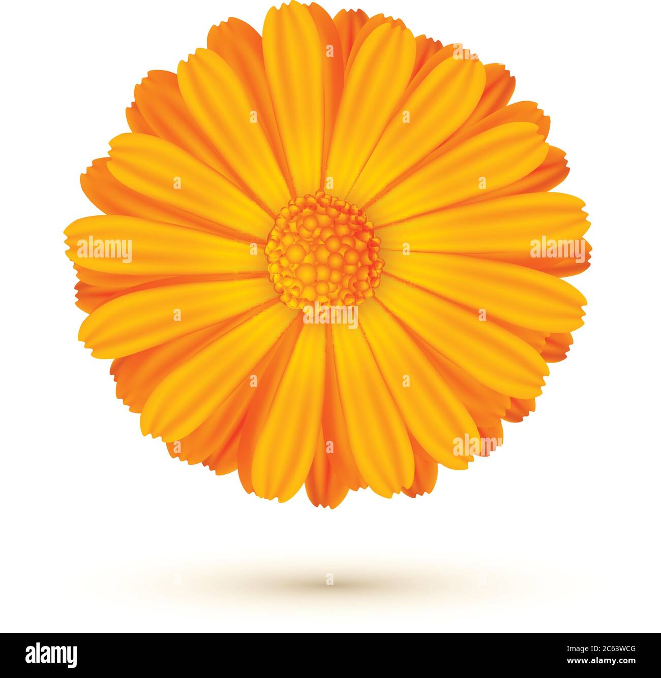 Calendula vector illustration isolated. One calendula flower Stock ...