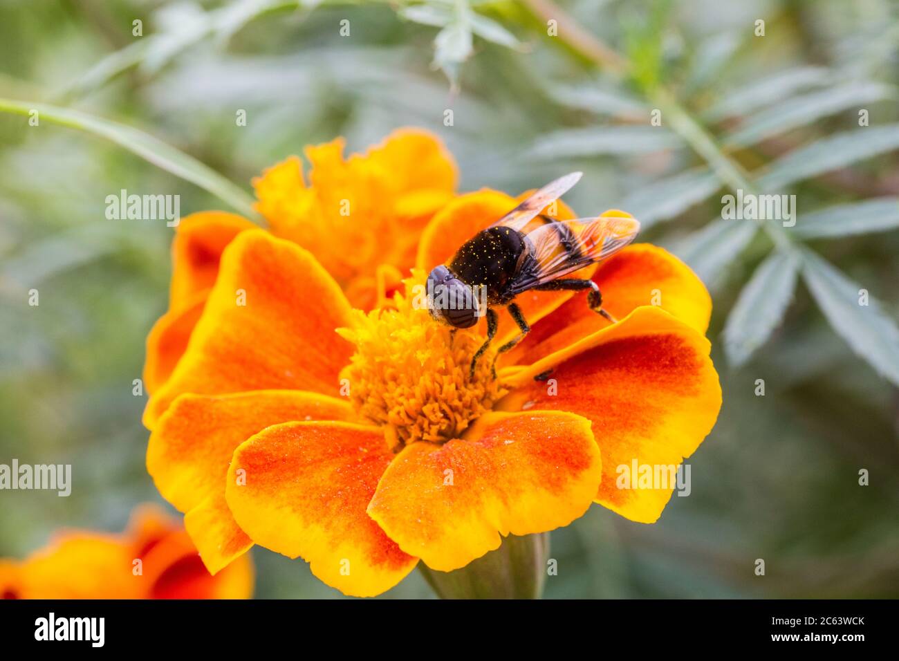 Bee Core High Resolution Stock Photography and Images - Alamy