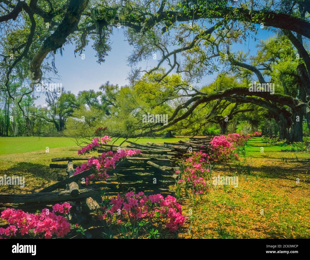 Tree lined scene hi-res stock photography and images - Alamy