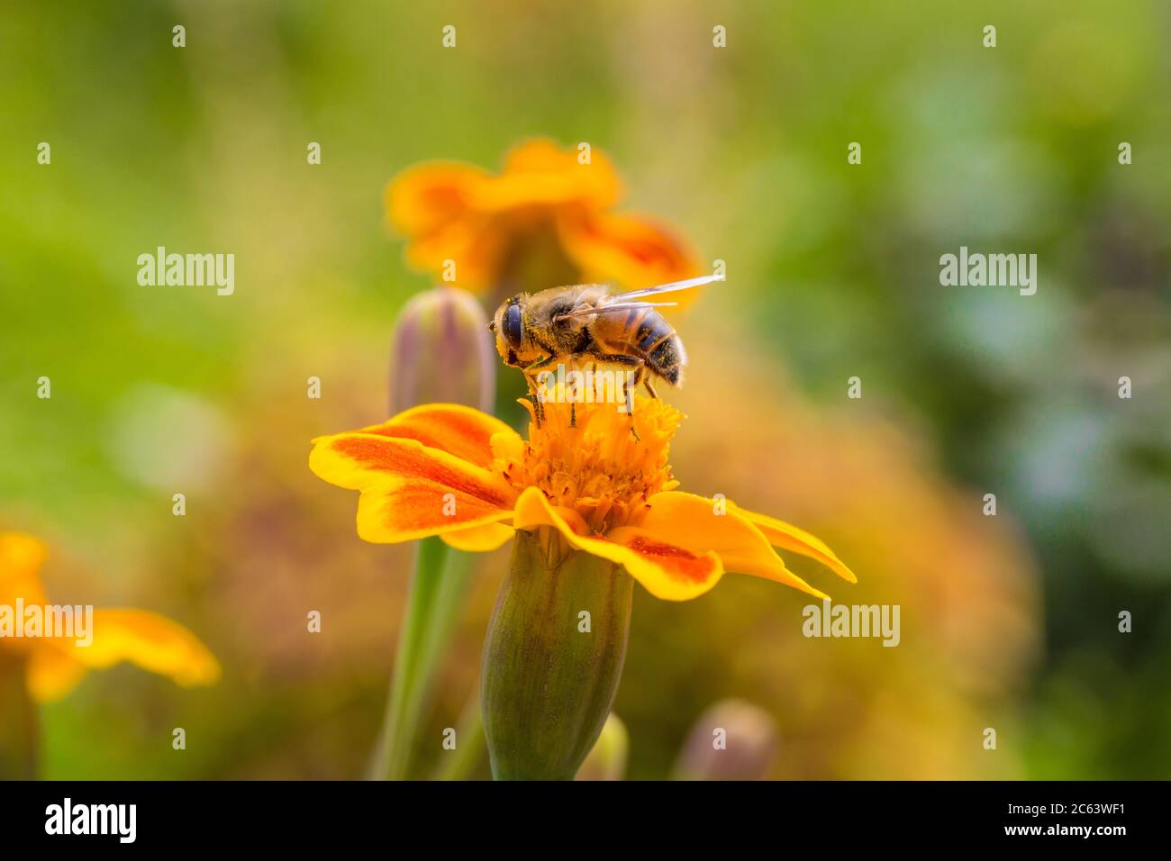 Bee Core High Resolution Stock Photography and Images - Alamy