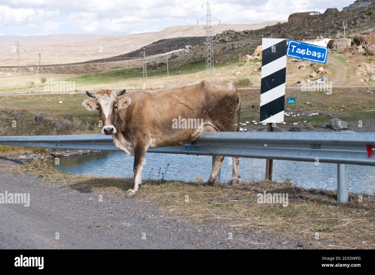 Georgia cow road sign hi-res stock photography and images - Alamy
