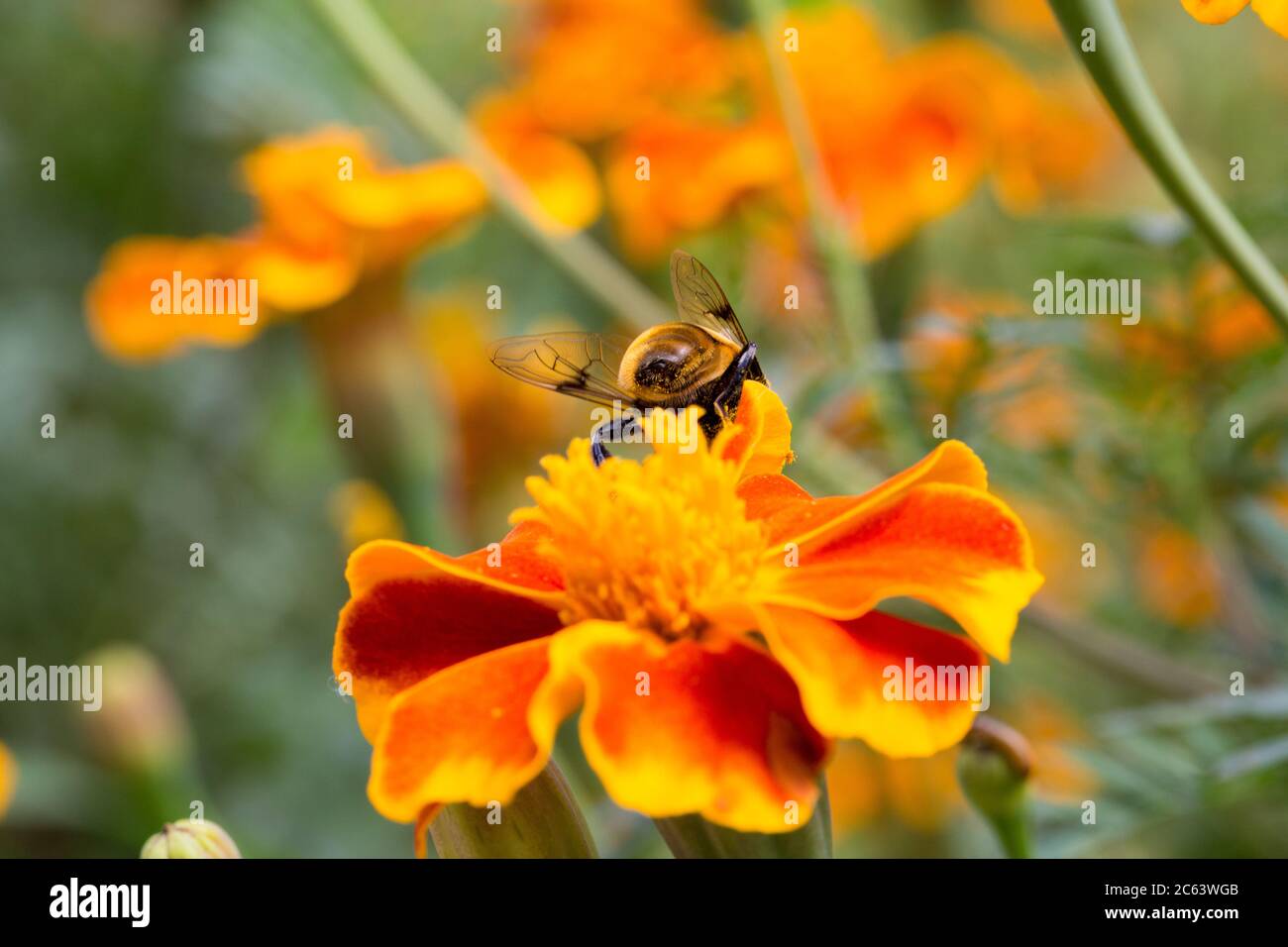 Bee Core High Resolution Stock Photography and Images - Alamy