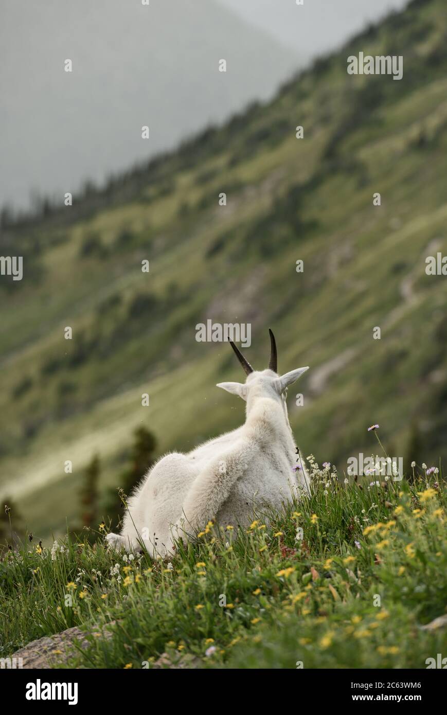 Looking Down the Furry Spine of a Mountain Goat on alpine slope Stock ...