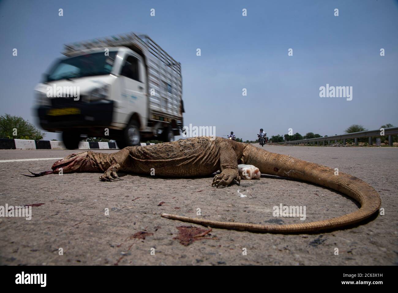 Lizard crushed hi-res stock photography and images - Alamy