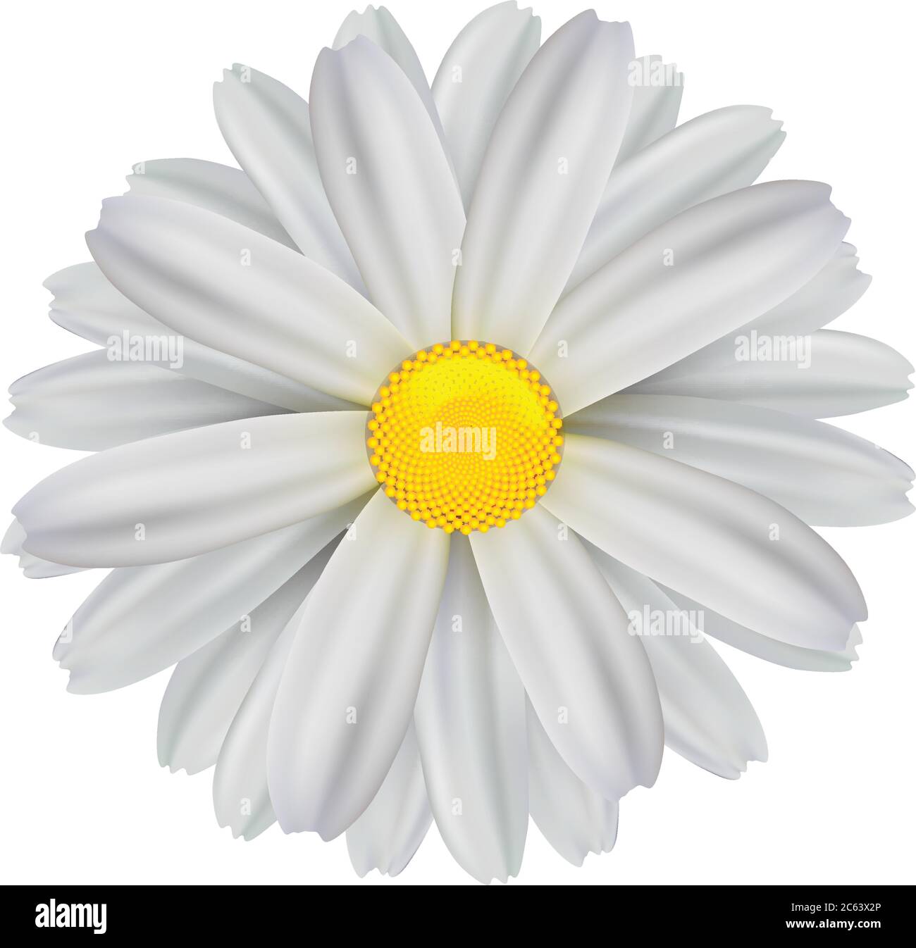 Single chamomile flower isolated on white background. White flower ...