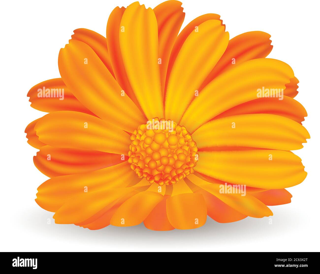 Calendula label Cut Out Stock Images & Pictures - Alamy