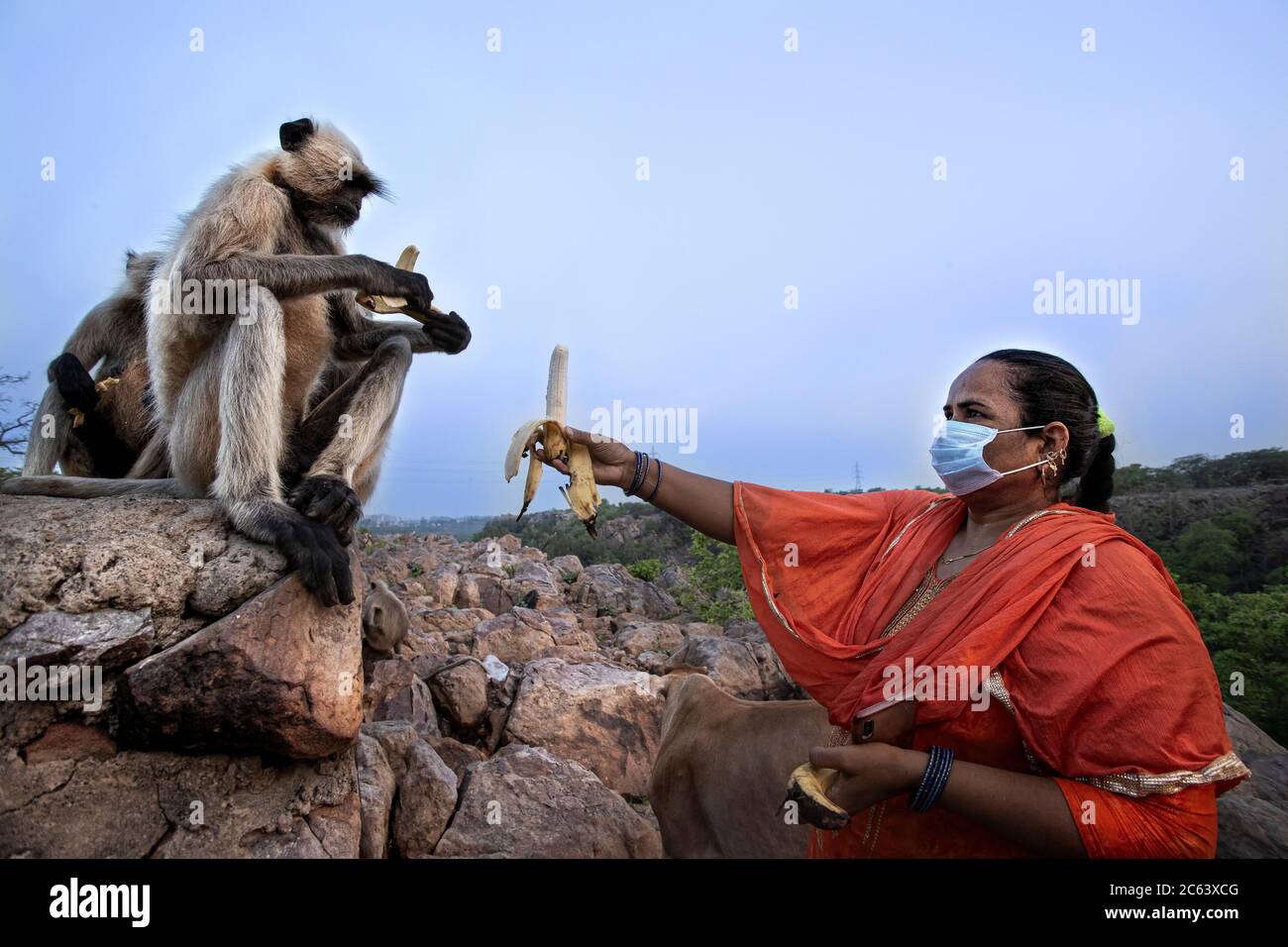 Religion and belief precedes any pandemic. Hanuman langurs are ...