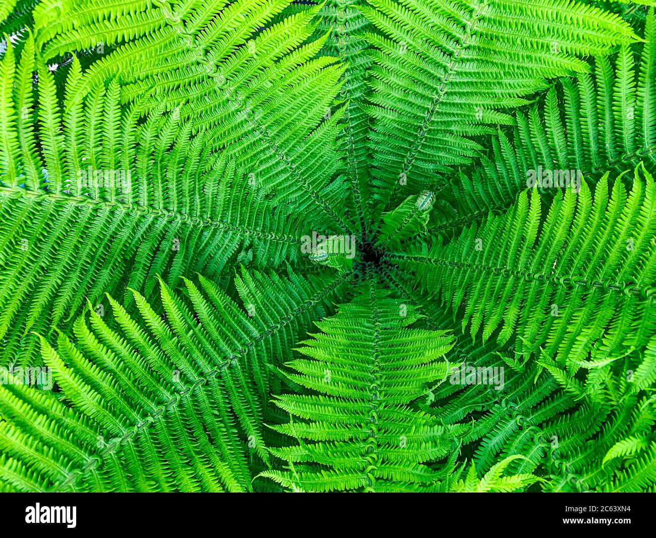 top view of ferns leaves green. beautiful green ferns in a forest ...