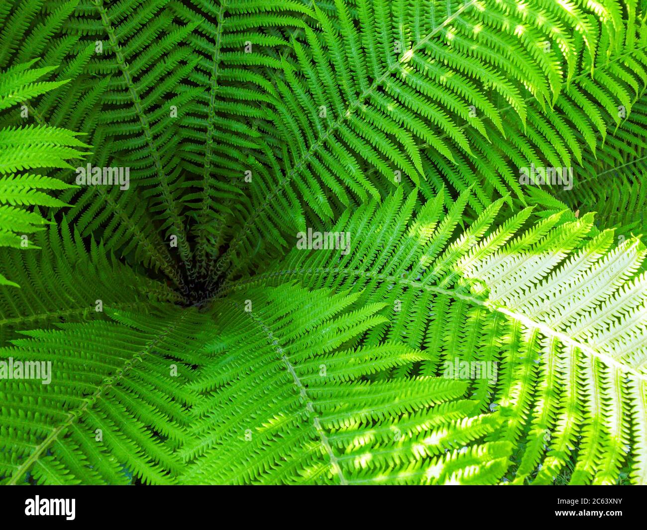 Ferns from above hi-res stock photography and images - Alamy