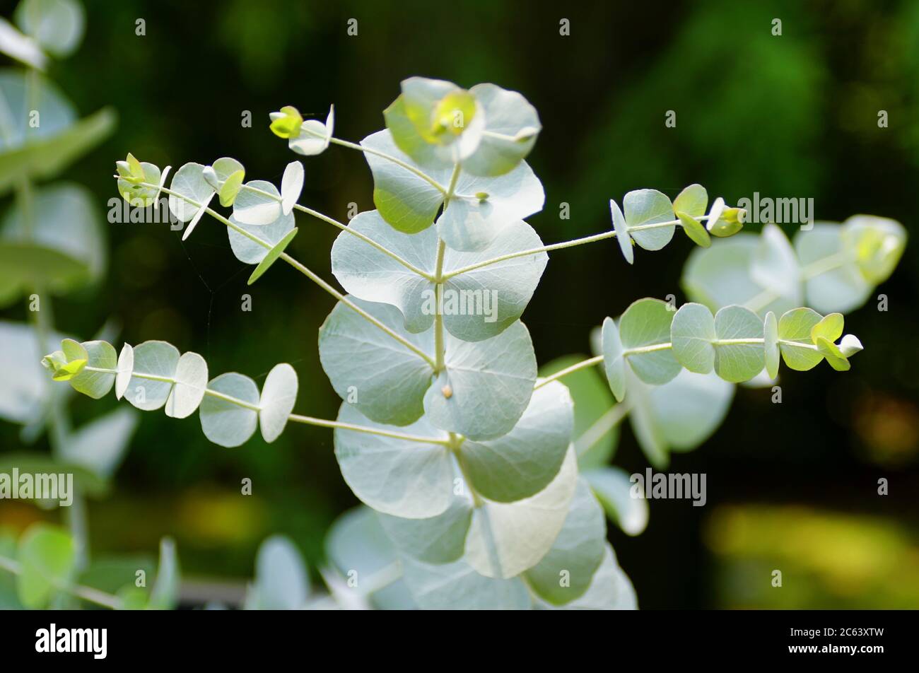 Silver Dollar Eucalyptus Tree